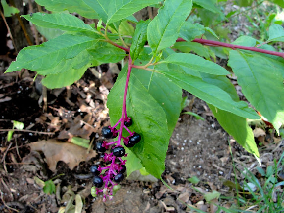Pokeweed | Project Noah
