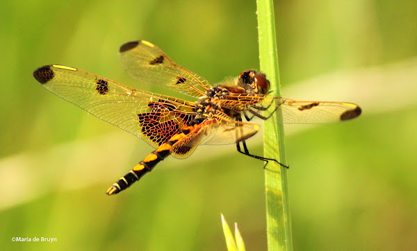 Calico pennant dragonfly | Project Noah