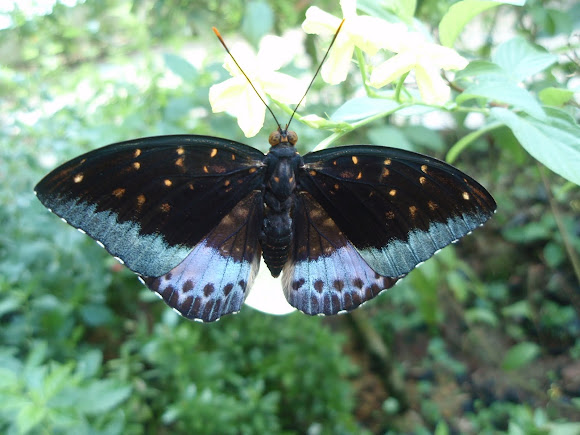 The Archduke Butterfly | Project Noah