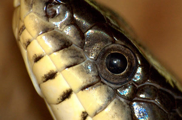 Gray Rat Snake | Project Noah