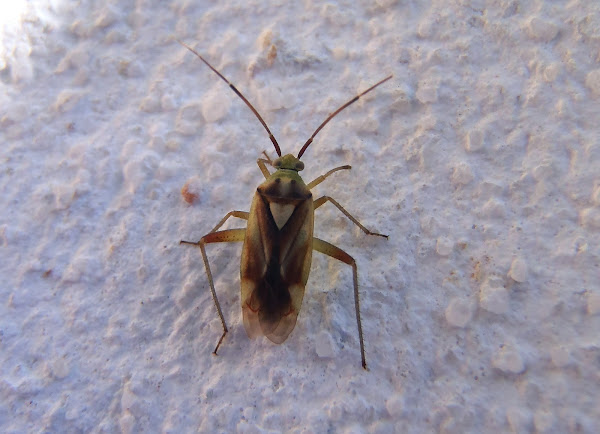 Chinche Lygus. Bug | Project Noah