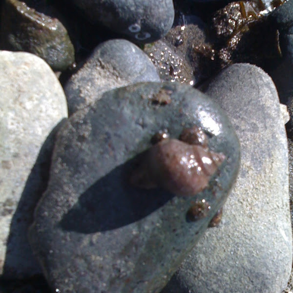 Sitka Periwinkle? | Project Noah