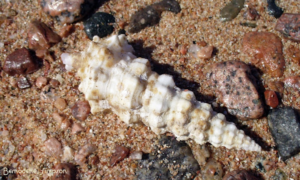 Cerith Shell | Project Noah