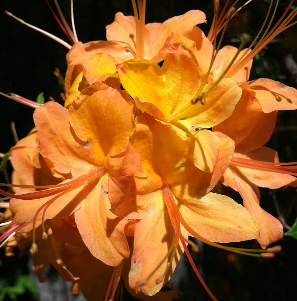 Flame azalea | Project Noah