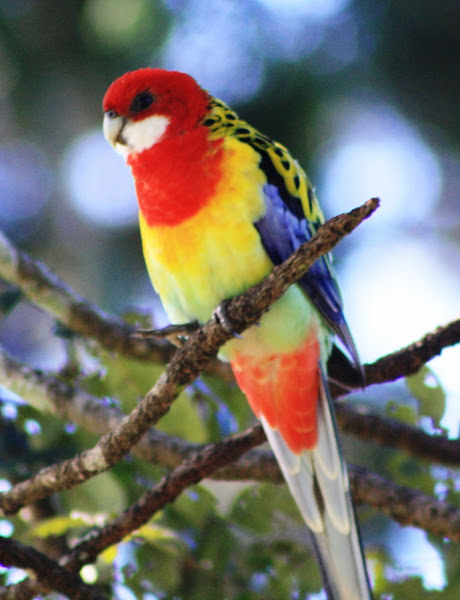Eastern Rosella | Project Noah