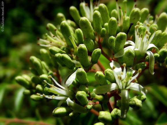 Karapincha (Curry Leaf tree) flowers | Project Noah