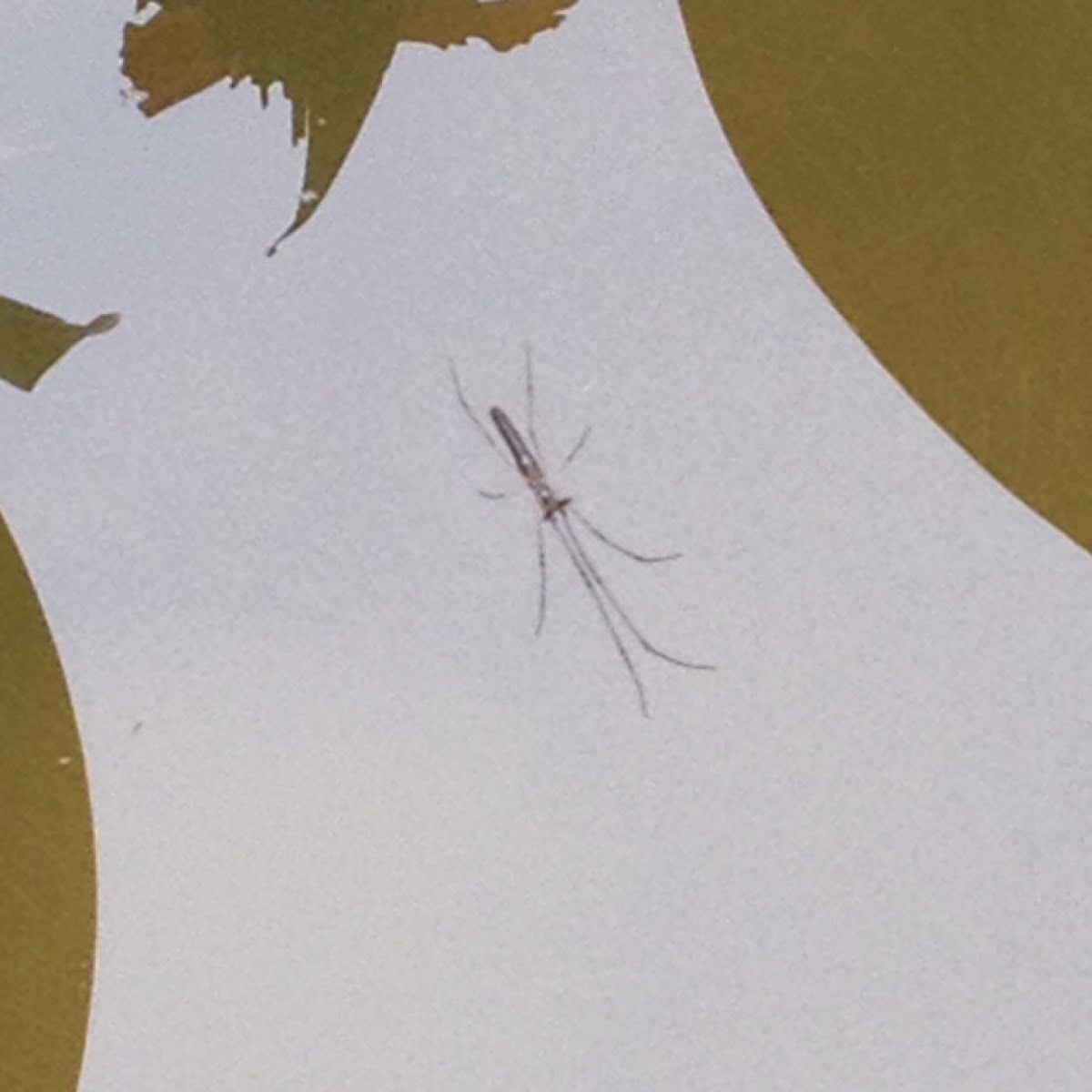 Spotting | Project Noah