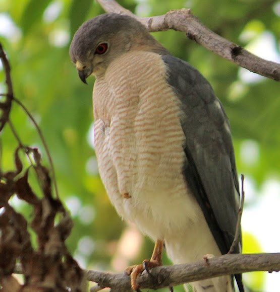 Shikra (Male) | Project Noah