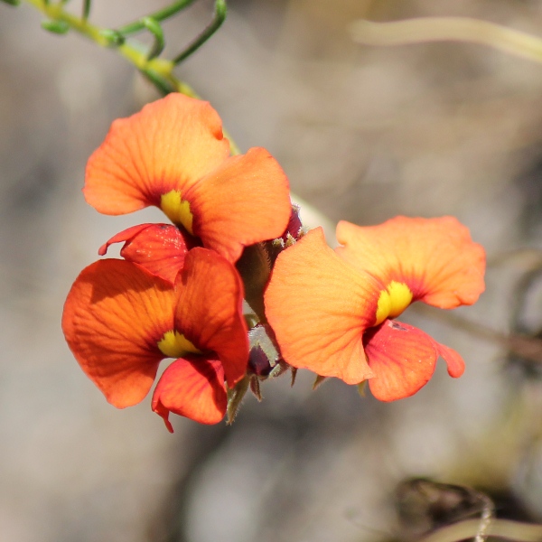 Showy Parrot-pea | Project Noah