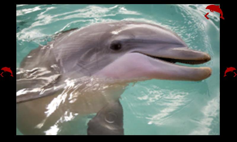Descripción del delfín para niños - Imagui