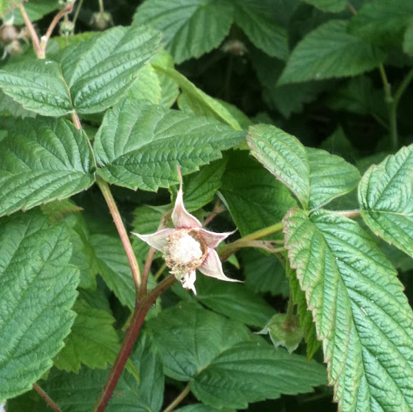 Raspberry | Project Noah