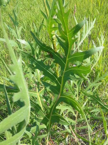 Compass Plant | Project Noah