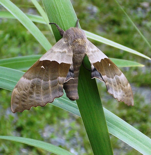 Modest Sphinx Moth, Big Poplar Sphinx Moth | Project Noah