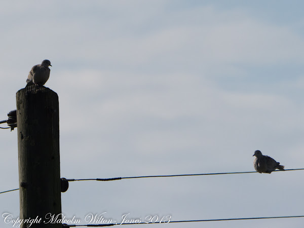 Collared Dove | Project Noah