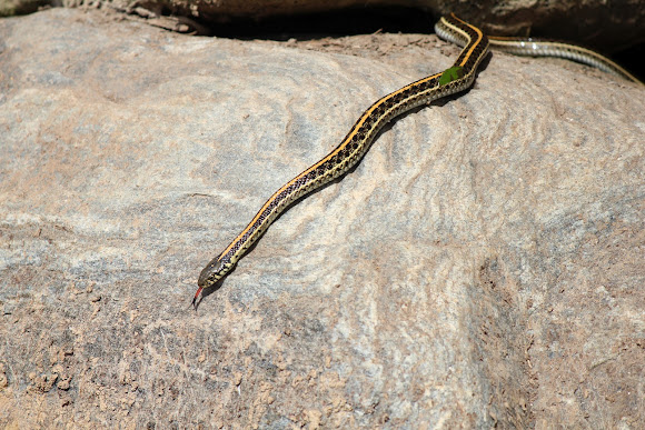 Texas (Common) Garter Snake | Project Noah