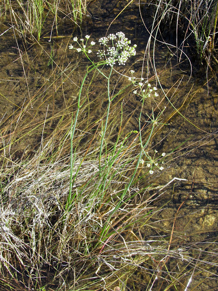Water Dropwort | Project Noah
