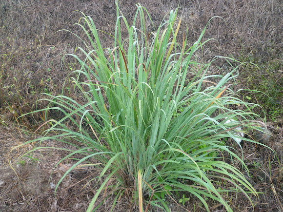 Lemon Grass | Project Noah