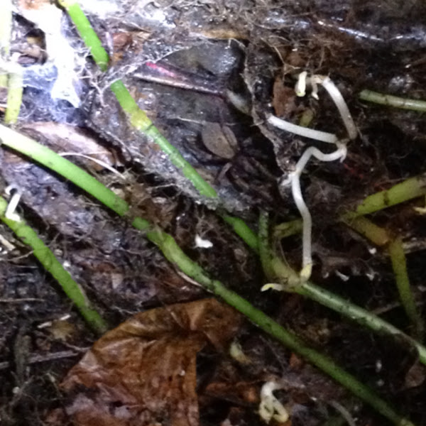 Large brown vagrant spider | Project Noah