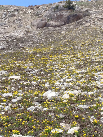 Alpine Buttercup | Project Noah