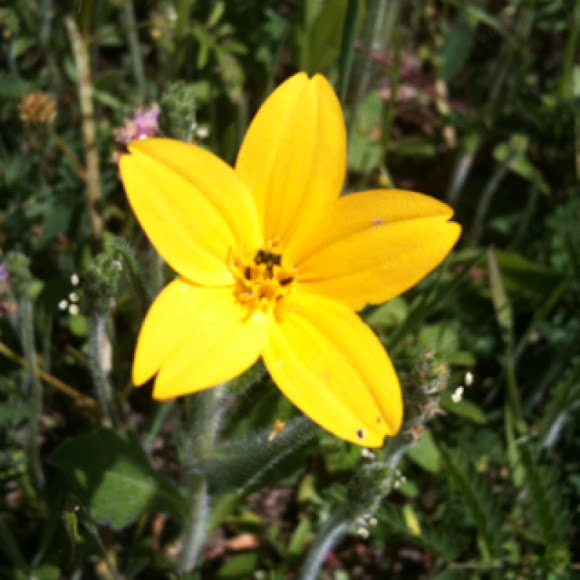 Texas Yellow Star | Project Noah