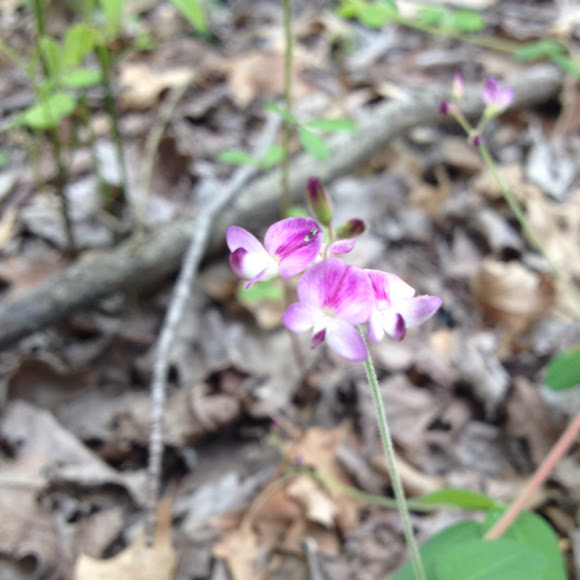 Trailing Bush-clover | Project Noah