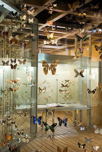 The Butterfly Display Case - Photo: RBINS — Google Arts & Culture