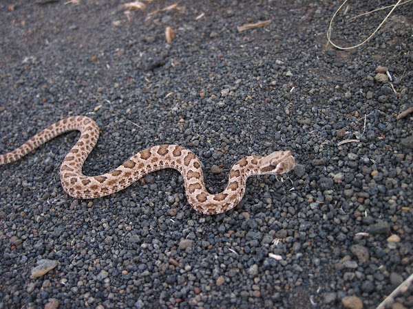 Prairie Rattler | Project Noah