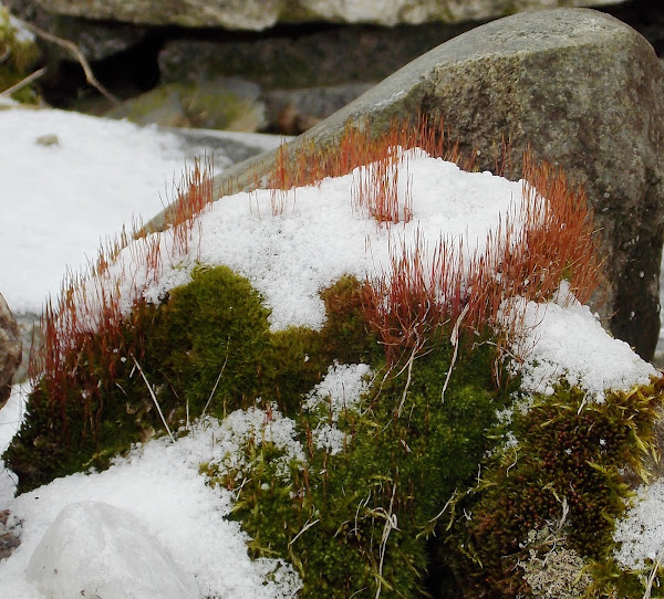 Wall Screw Moss | Project Noah