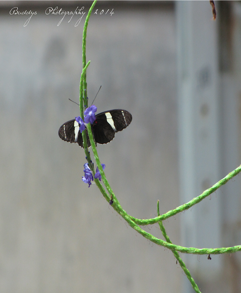 Sara Longwing Butterfly | Project Noah