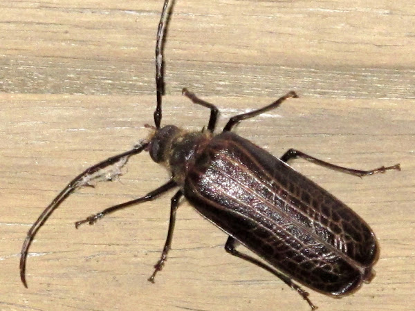 Huhu Beetle (tunga rere) | Project Noah