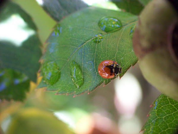 ladybug | Project Noah