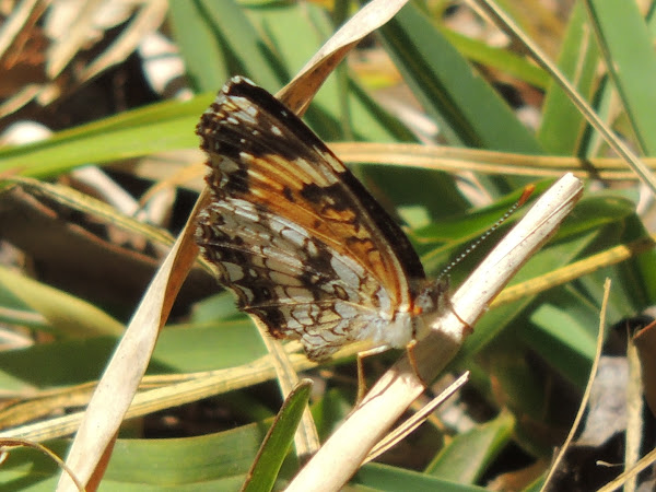 Silvery Checkerspot Butterfly | Project Noah