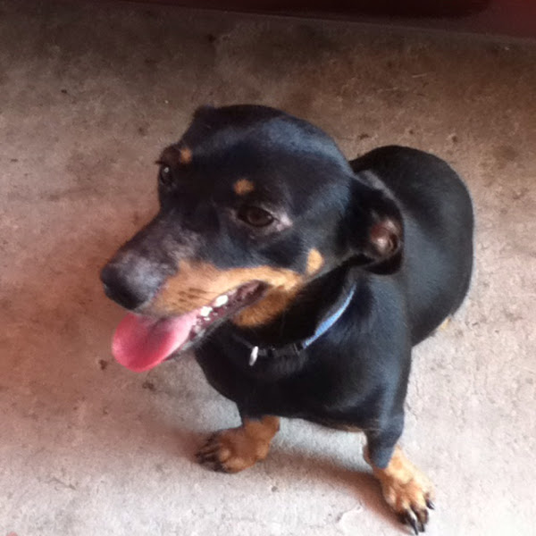 Domestic Dog | Project Noah