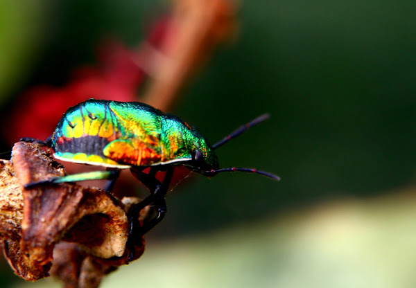 Nymph of a Stink Bug | Project Noah