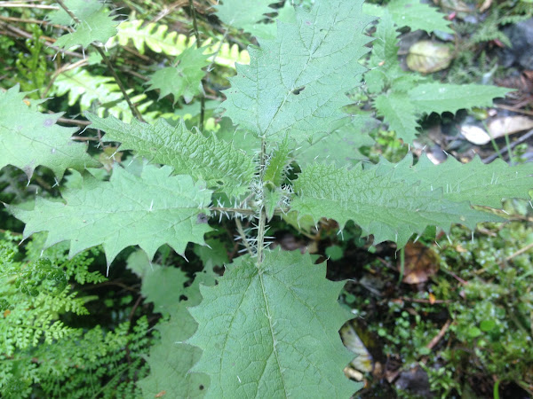 Tree Nettle / Ongaonga | Project Noah