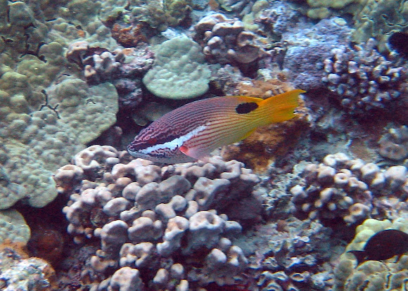 Hawaiian Hogfish | Project Noah