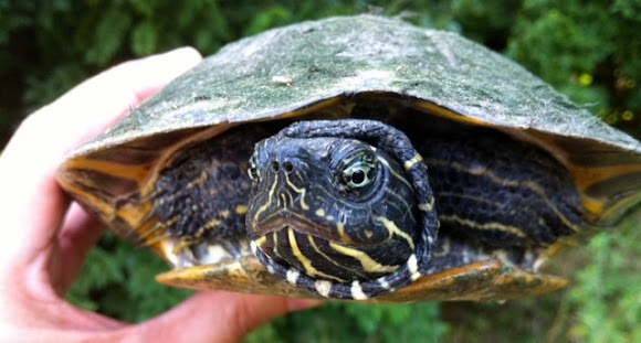 Eastern River Cooter | Project Noah
