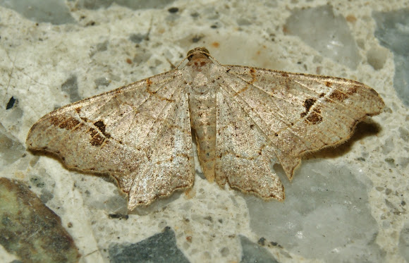 Common Angle Moth | Project Noah