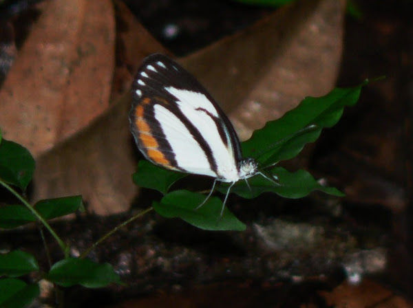 Pierid butterfly | Project Noah