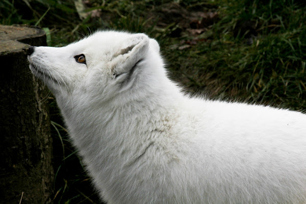 Arctic Fox | Project Noah