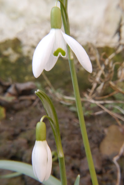 snowdrop | Project Noah