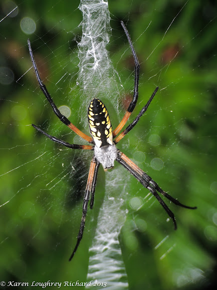 Black-and-yellow argiope | Project Noah