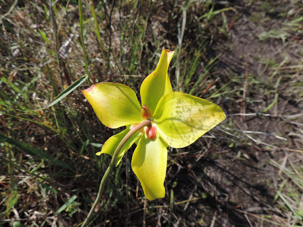 Yellow-winged or Pale Pitcher Plant | Project Noah