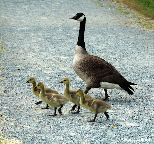 Canada goose | Project Noah