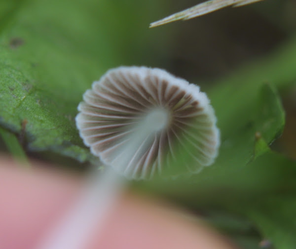 Fairies' Bonnets | Project Noah