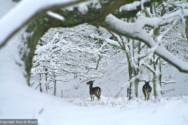 Fallow Deer | Project Noah