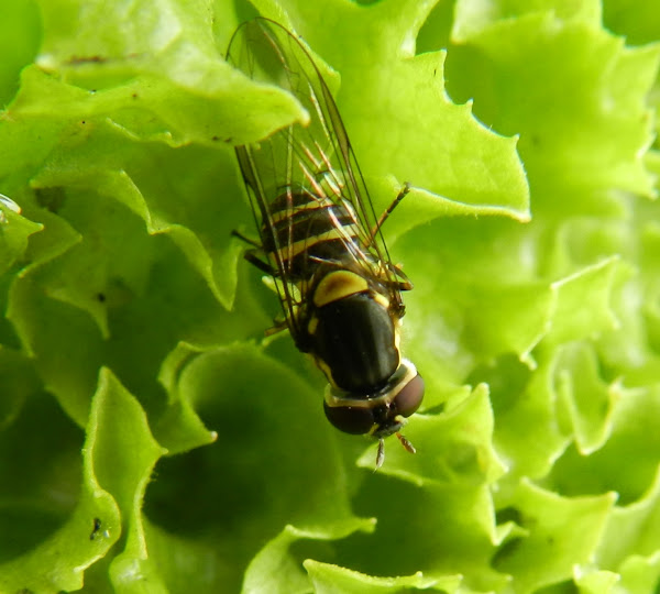 Hover Fly, Flower Fly | Project Noah