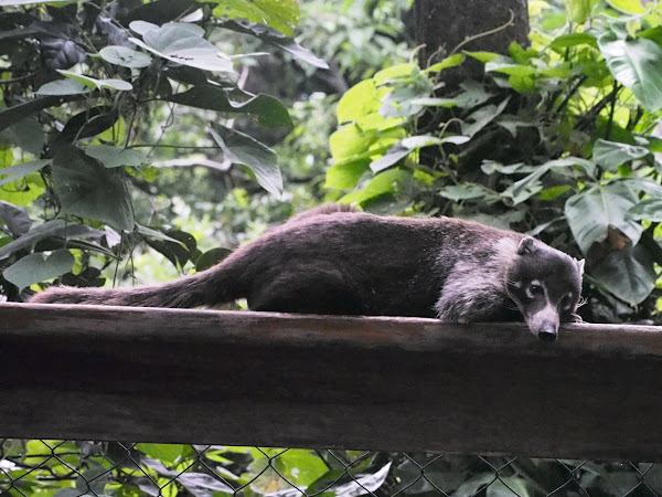 Coati | Project Noah