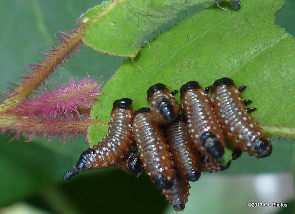 Spitfire Larvae | Project Noah