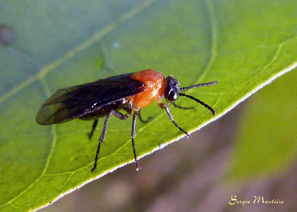 Pergidae sawfly | Project Noah